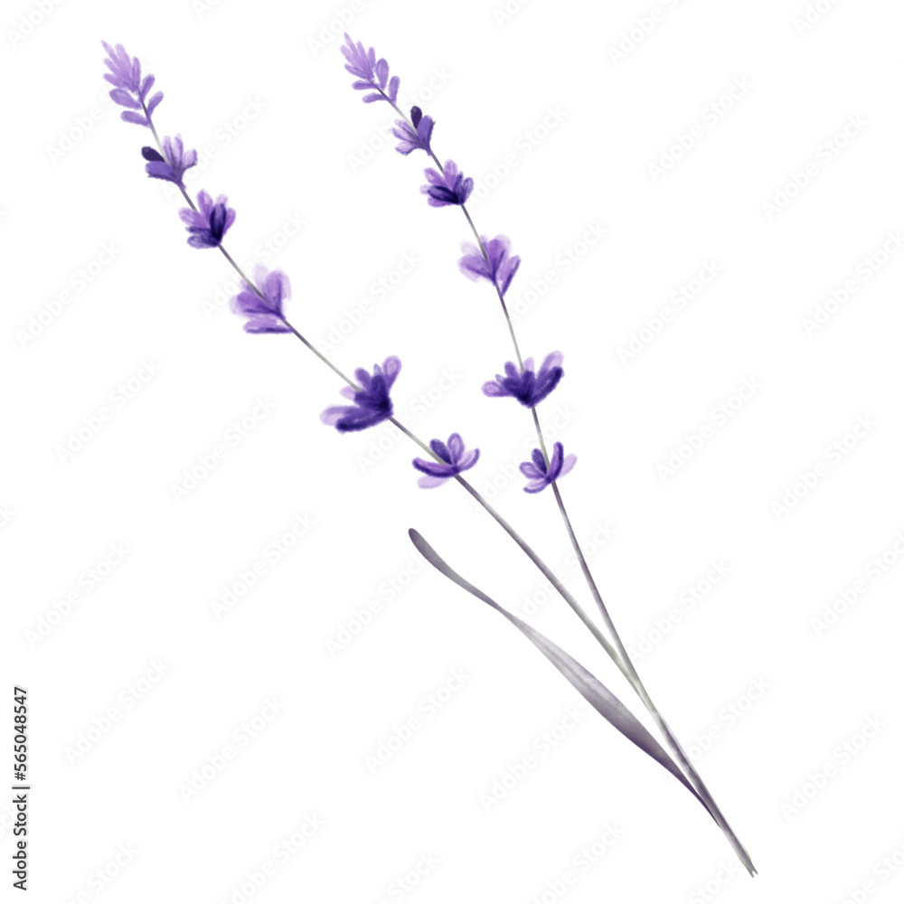 lavender Isolate on transparent background PNG file Stock Illustration ...