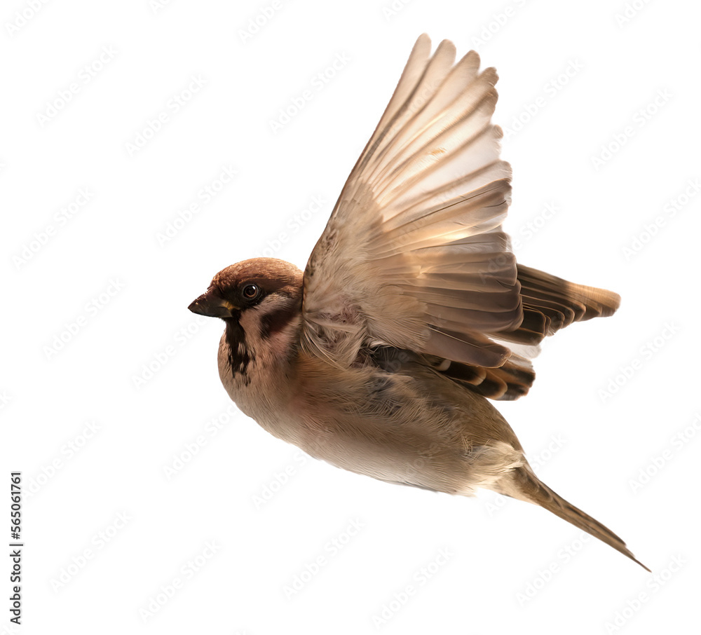 flying bird sparrow isolated on white background Stock Photo | Adobe Stock