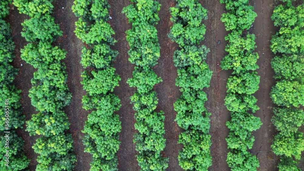 Mango fields. Top aerial shot of mango trees in long lines. Shot going ...