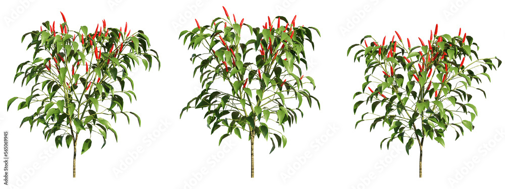 3D rendering of chili trees with transparent background, for ...
