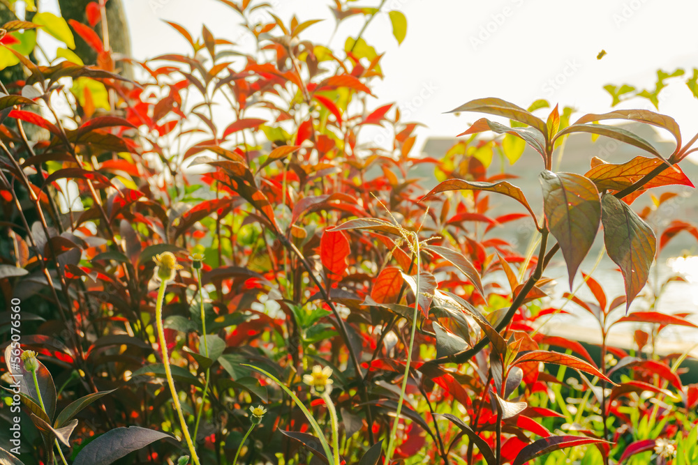 Little Ruby Or Ruby Leaf Alternanthera, Is A Ground Cover Ornamental ...