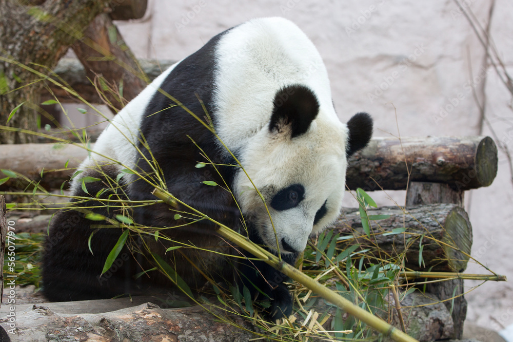 Giant Panda or bamboo bear is a mammal of the bear family with a ...