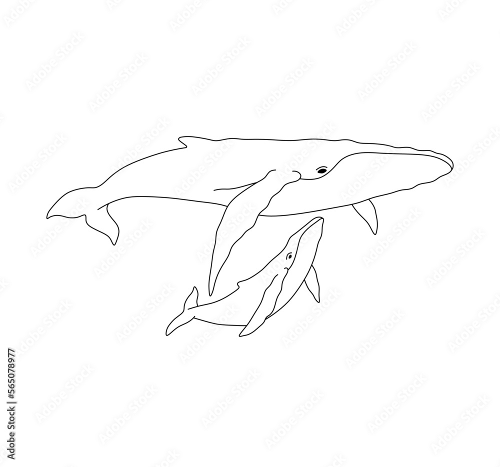 Vector isolated two whales big whale and baby whale mother and baby ...