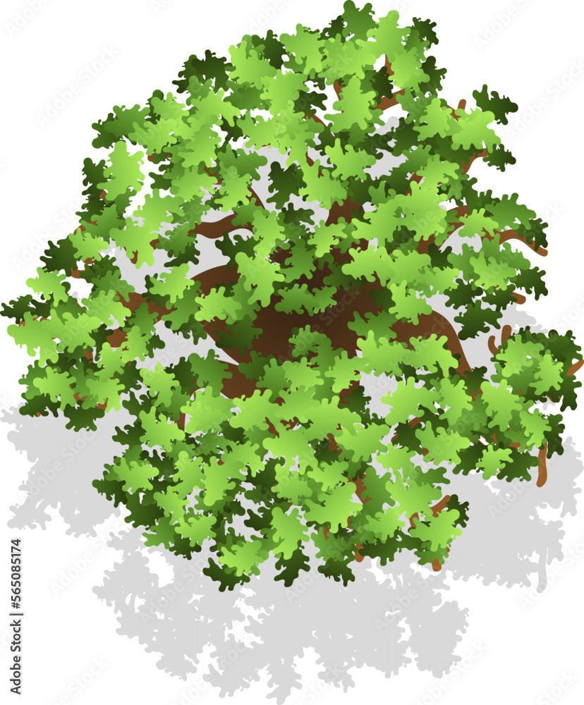 Poster Landscape design plant element. Tree top view – Wall Art | UkPosters