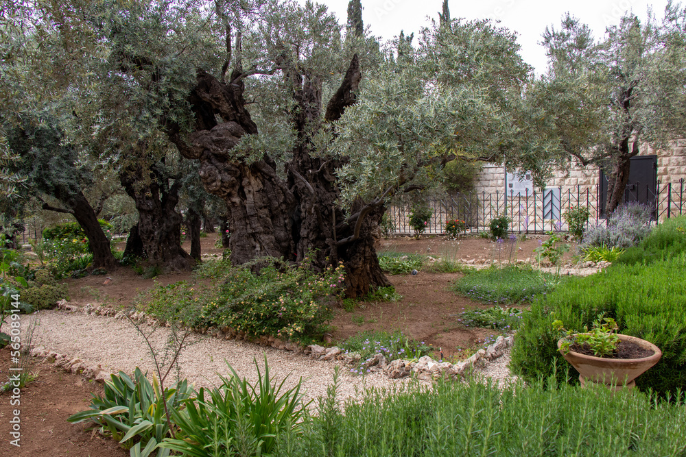 Olive trees in the biblical Garden of Gethsemane, where Jesus prayed ...