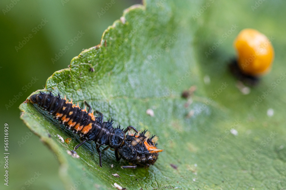 Larva of a Harlequin ladybug beetle, Harmonia axyridis, eating a larva ...