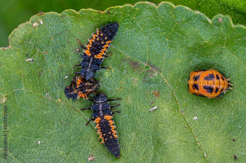 Larva of a Harlequin ladybug beetle, Harmonia axyridis, eating a larva ...