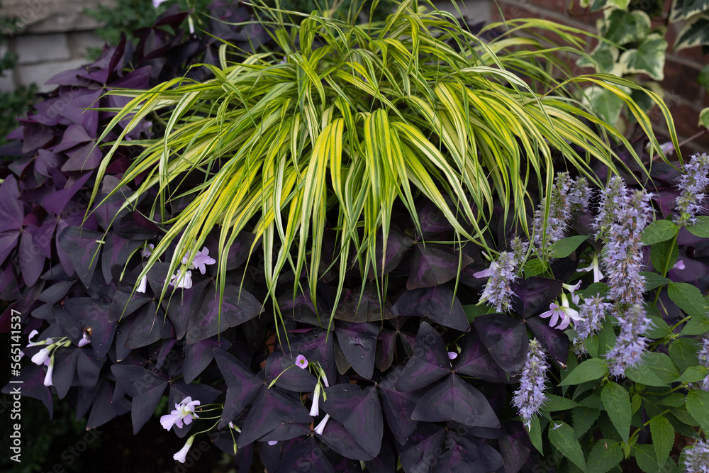 Beautiful Planter Combinations for Stunning Container Garden ...