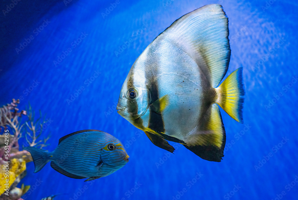 Beautiful bright fish Platax teira, Longfin Batfish in blue water of ...