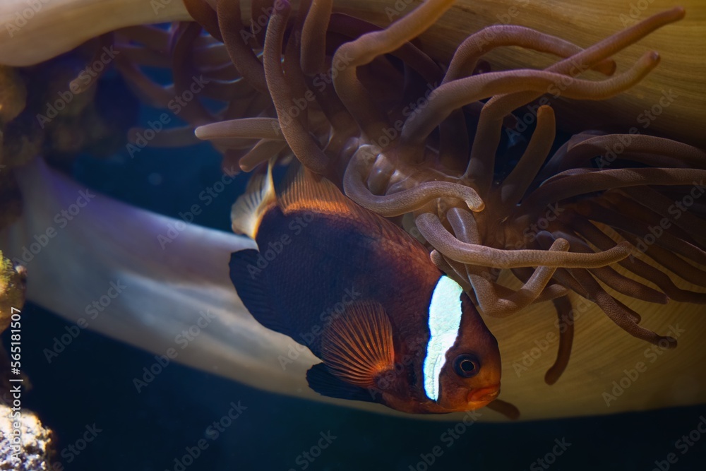 fire clown adult swim at pedal column of bubble tip anemone ...