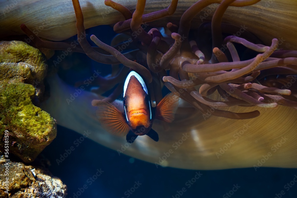 fire clown feel safe in hiding place of bubble tip anemone, fluorescent ...