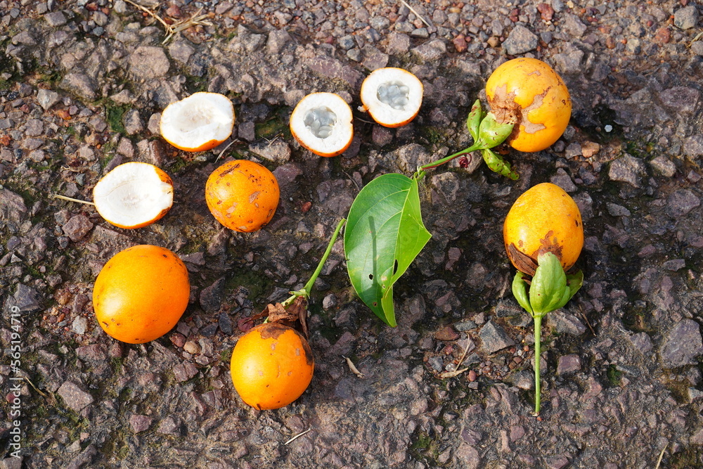 Collection of wild passion fruit (Passiflora nitida kunth), freshly ...