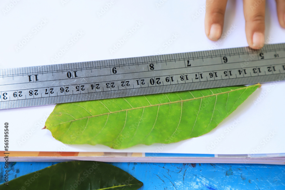 kid using metal ruller measure scale of leaf in science learning ...
