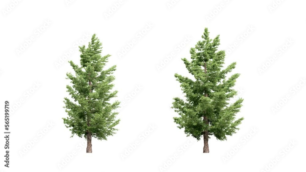 Growing trees on white background.3D animation growth grow from small ...