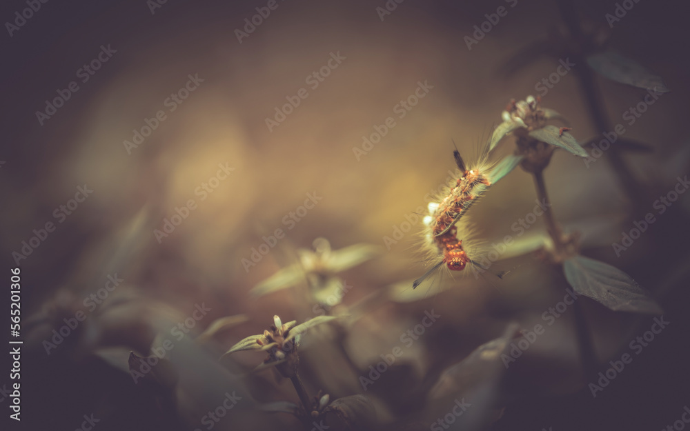 The tussock moth caterpillar on wildflower and green leaf, Before ...