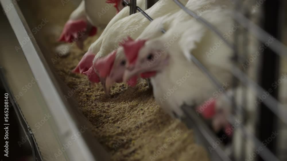 White Chicken Birds Eating Grain Food To Grow Healthy. Chicken Birds ...