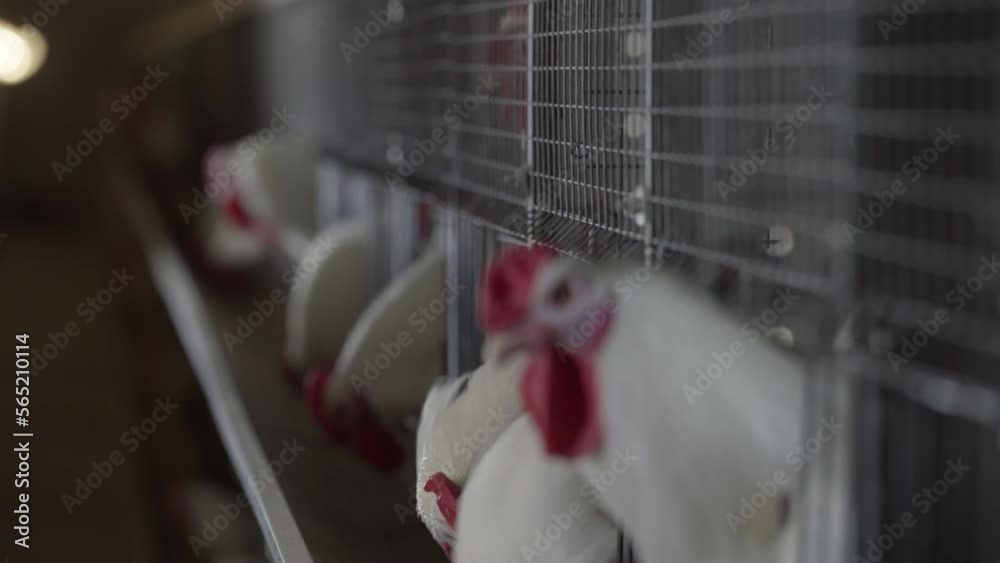 Keeping lots of hen animals in the battery cages to lay fresh organic ...