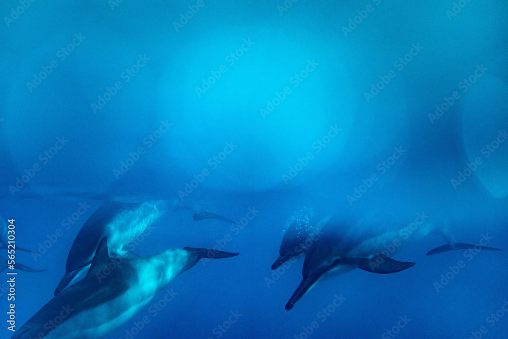 dolphin pod Stock Photo | Adobe Stock