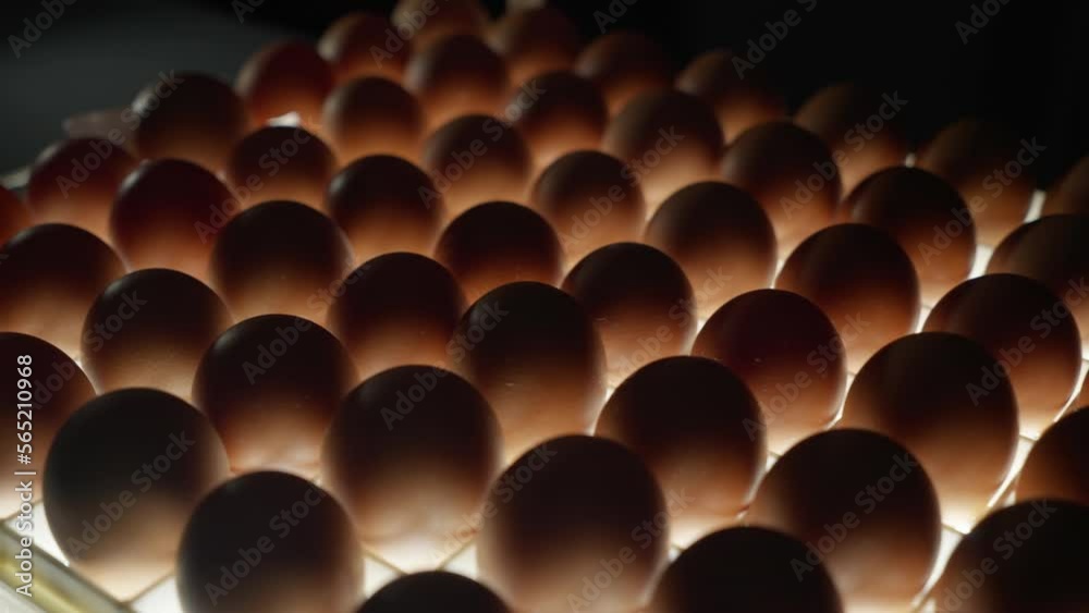 Egg candling process at the industrial food manufacturing plant ...