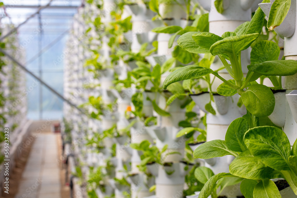 Sustainable Agriculture. Hydroponics based production method farm ...