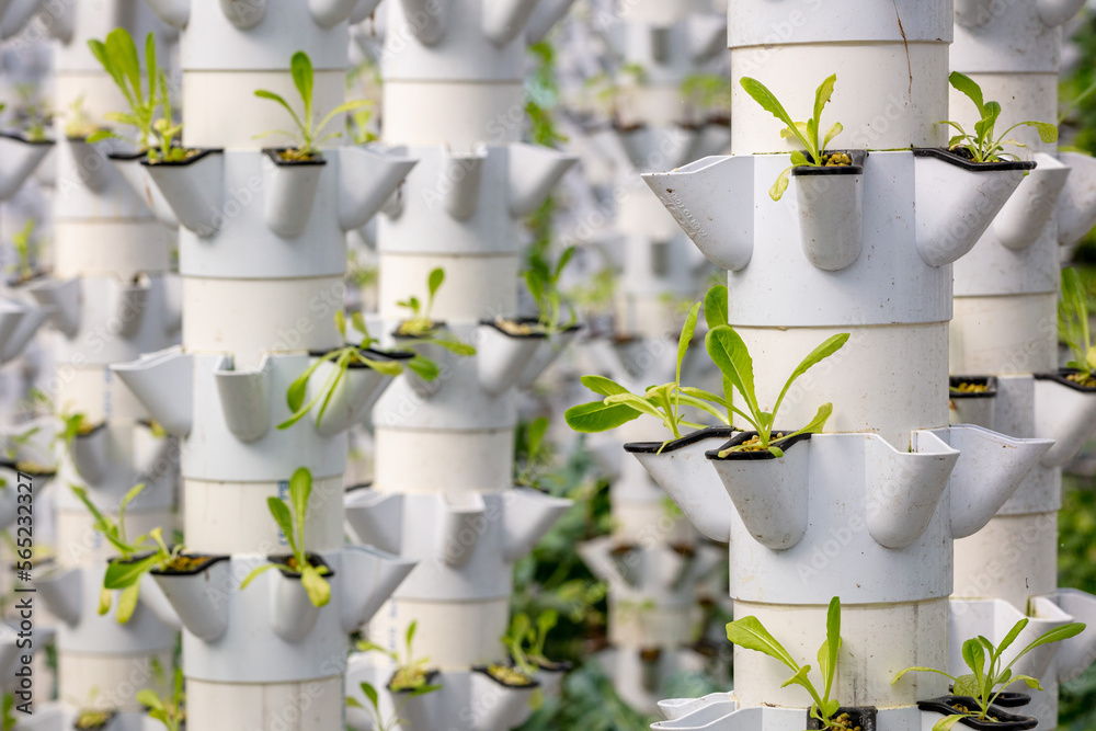 Sustainable Agriculture. Hydroponics based production method farm ...