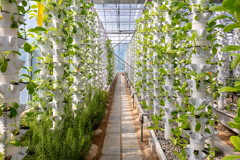 Sustainable Agriculture. Hydroponics based production method farm ...