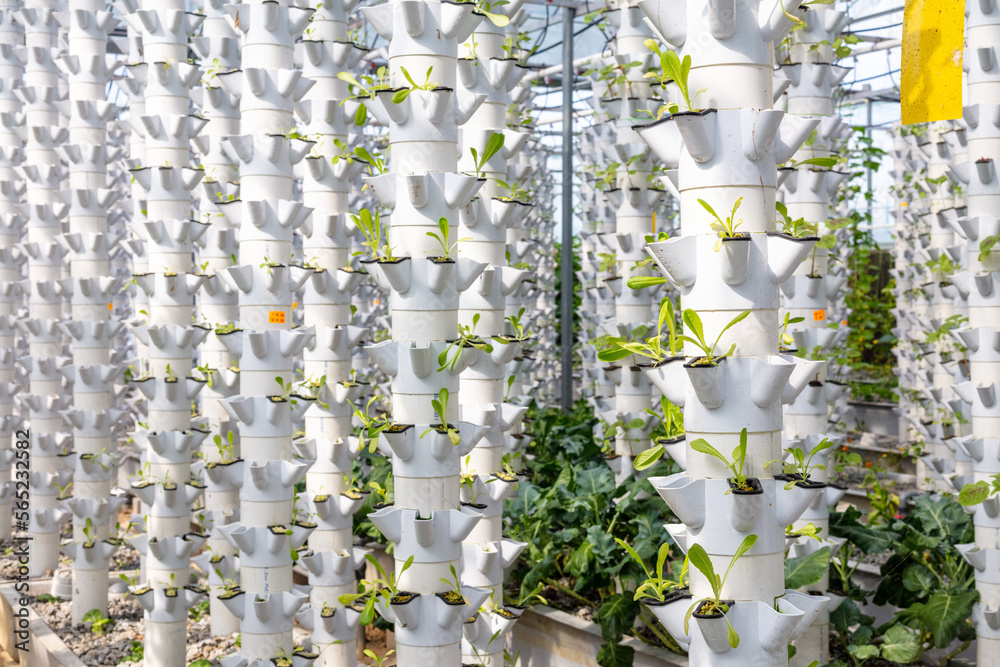 Sustainable Agriculture. Hydroponics based production method farm ...