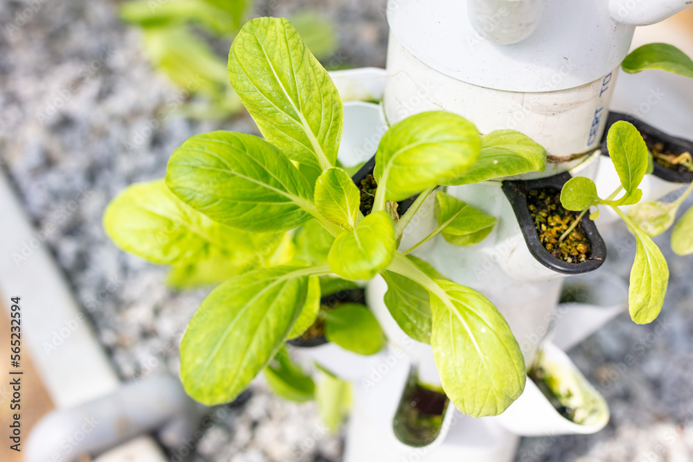 Sustainable Agriculture. Hydroponics based production method farm ...