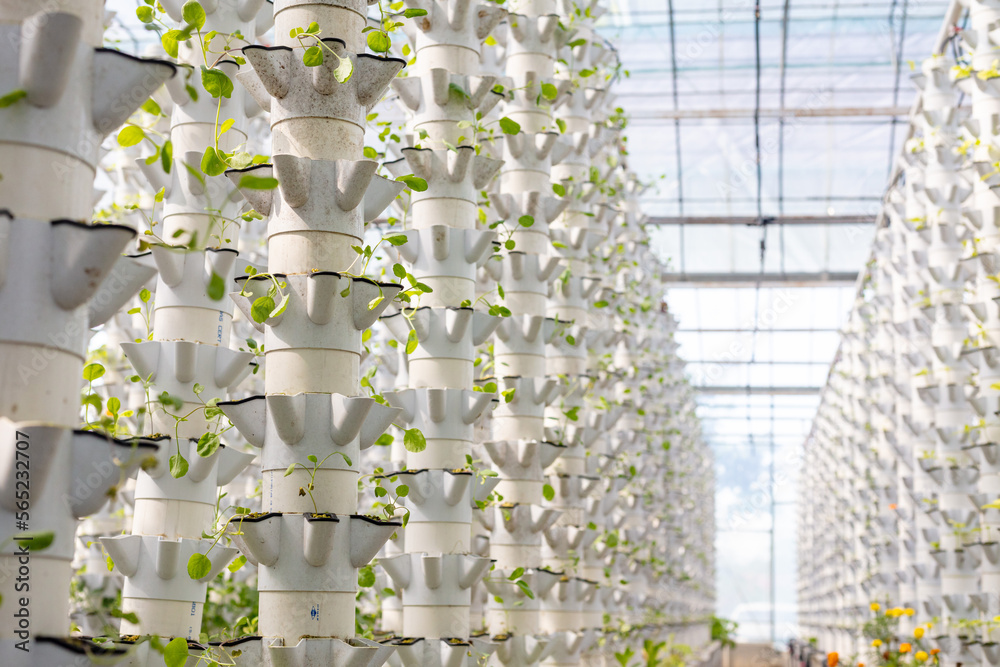 Sustainable Agriculture. Hydroponics based production method farm ...