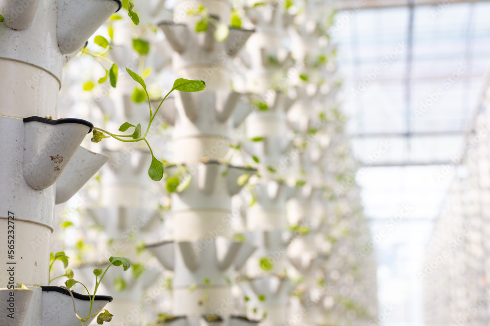 Sustainable Agriculture. Hydroponics based production method farm ...