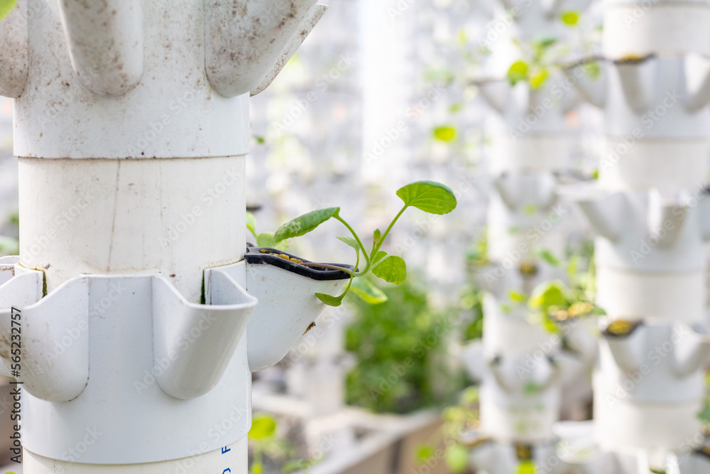 Sustainable Agriculture. Hydroponics based production method farm ...
