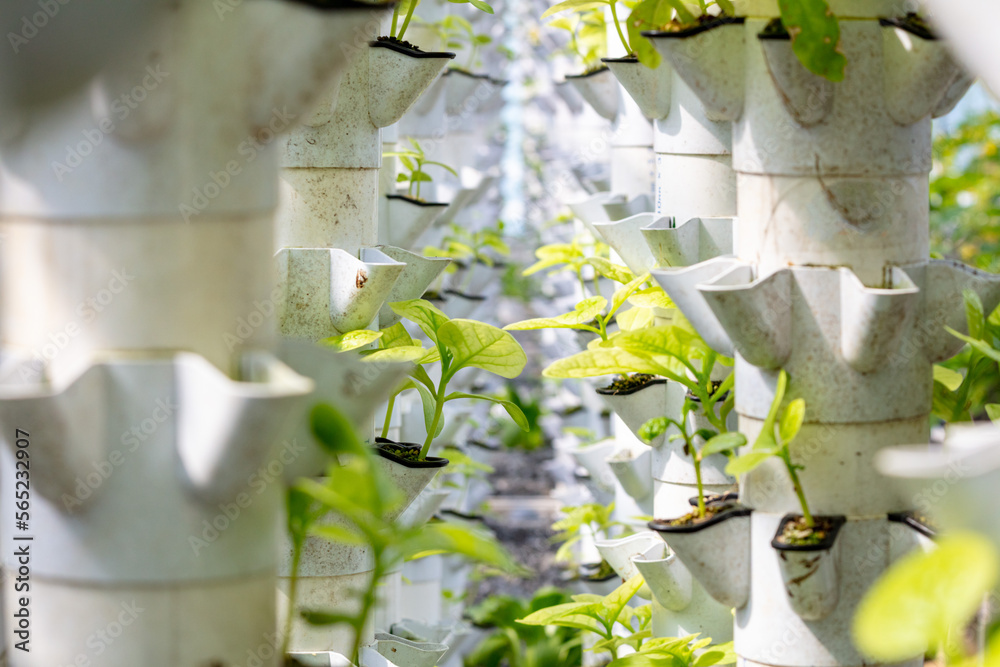 Sustainable Agriculture. Hydroponics based production method farm ...