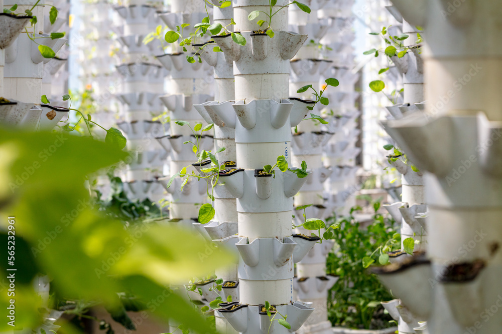 Sustainable Agriculture. Hydroponics based production method farm ...