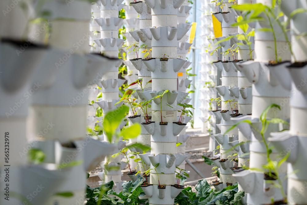 Sustainable Agriculture. Hydroponics based production method farm ...