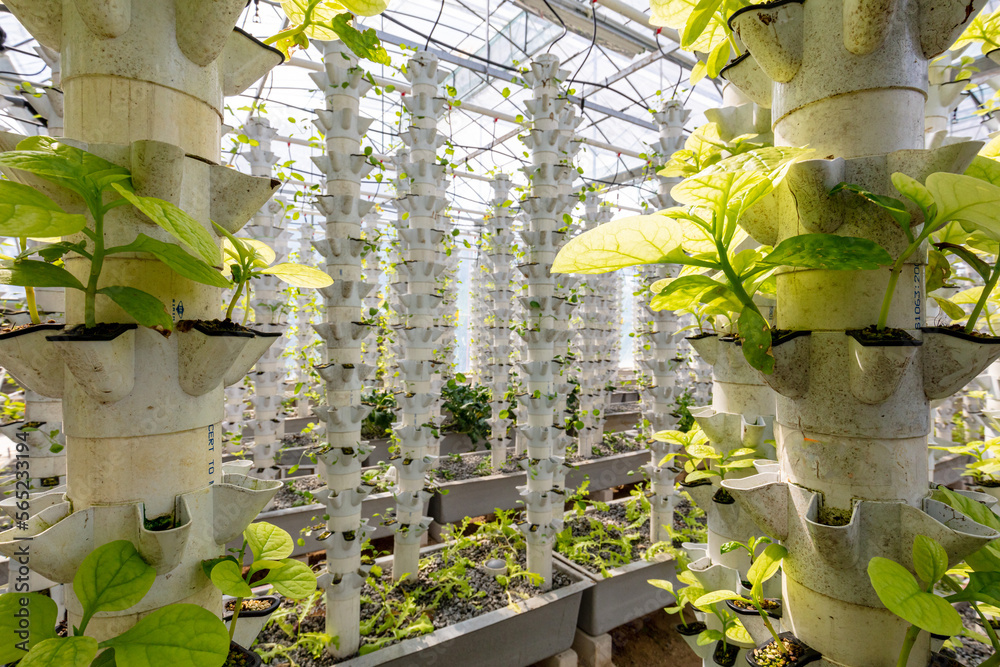 Sustainable Agriculture. Hydroponics based production method farm ...