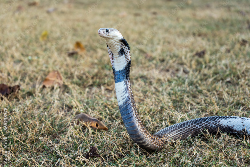 Fotografia do Stock: Venomous snake dangerous on the grass. Monocled ...