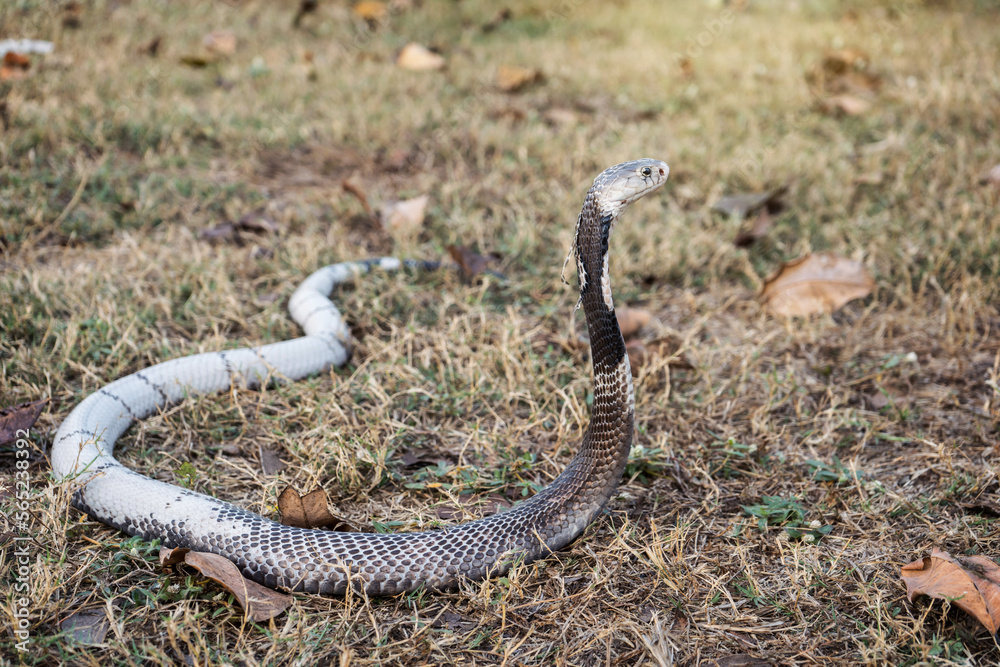 Venomous snake dangerous on the grass. Monocled Cobra (Naja kaouthia ...