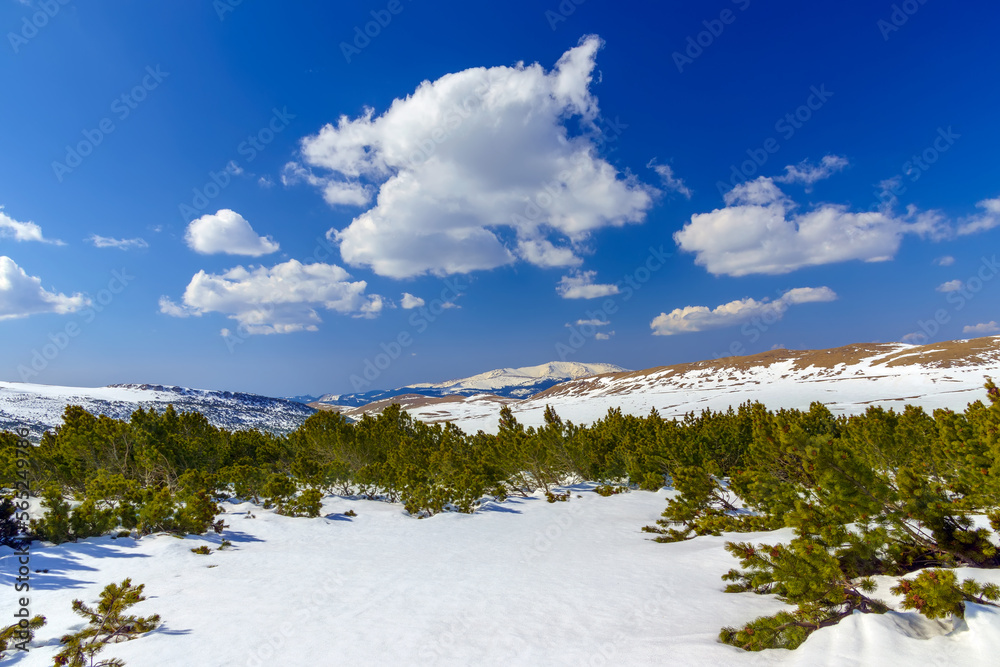 Mountain pine or creeping pine (Pinus mugo) forest growing on the high ...