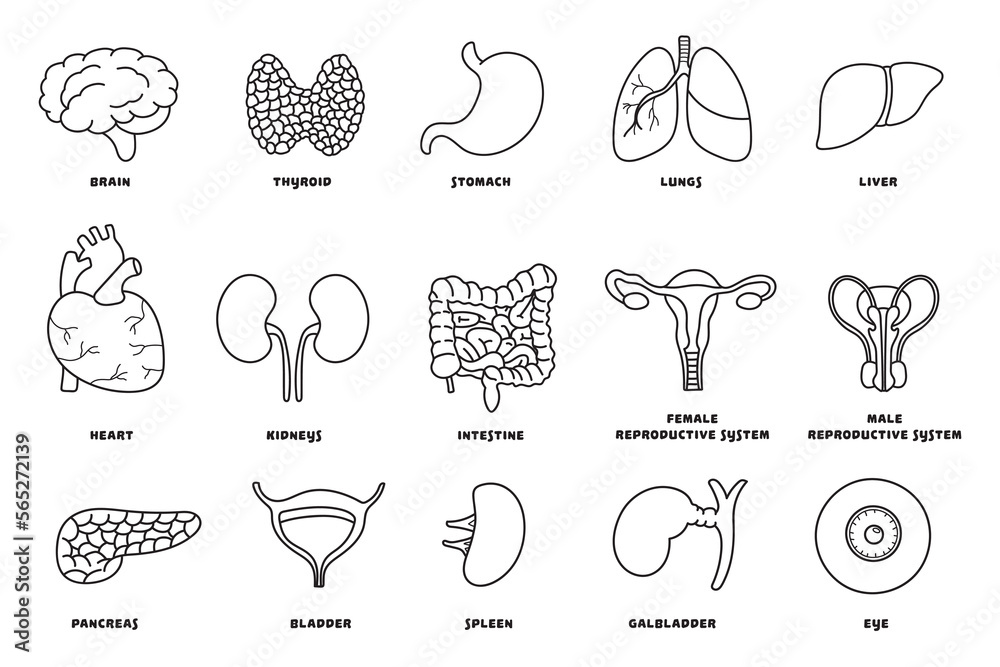 Vector illustration set of hand drawn icons various human body internal ...