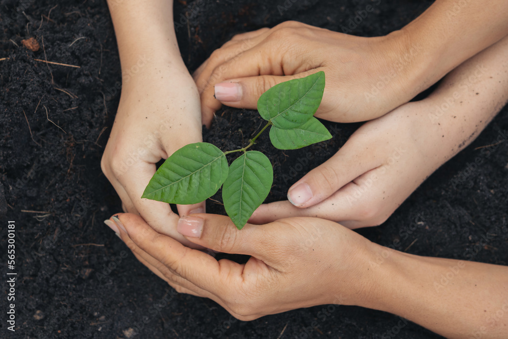 hands holding young plant with soil.World environment day and ...