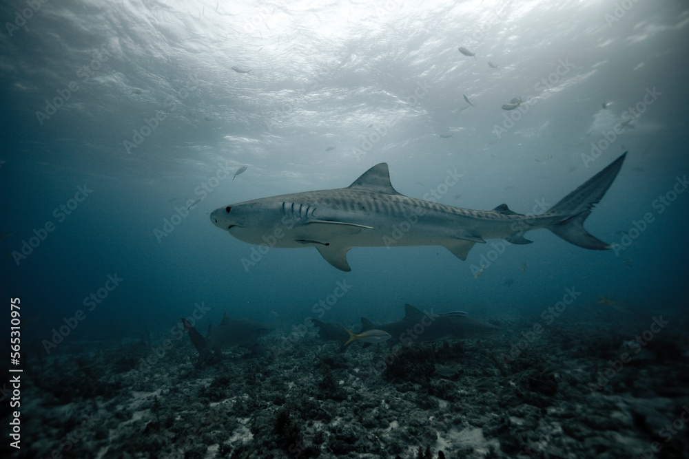 An underwater shot of a tiger shark swimming through the water Stock ...