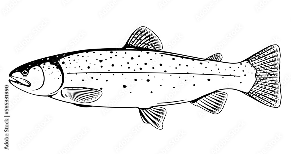 Realistic rainbow trout fish isolated illustration, one freshwater fish ...