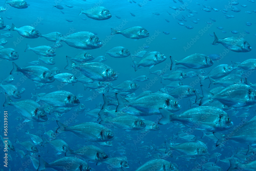 Foto de A flock of fish inside the fish farm, breeding commercial fish ...