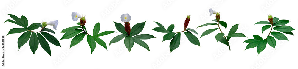 Plant leaves Green nature Tropical forest isolated on transparent ...