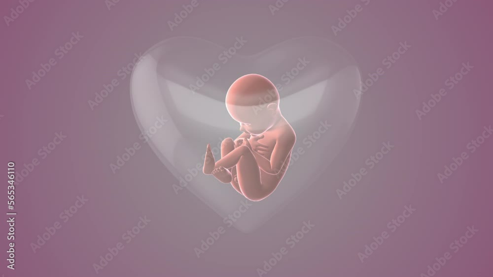 Fetus inside the heart shape of womb Stock Video | Adobe Stock