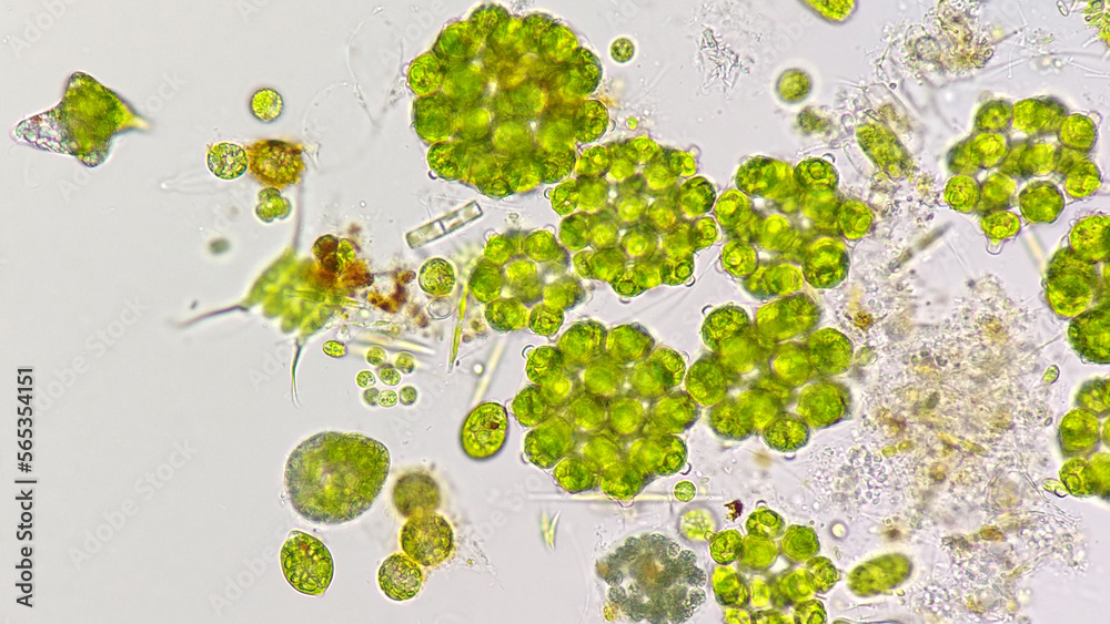Coleastrum, Scenedesmus, Euglena, and another green algae. 400x ...