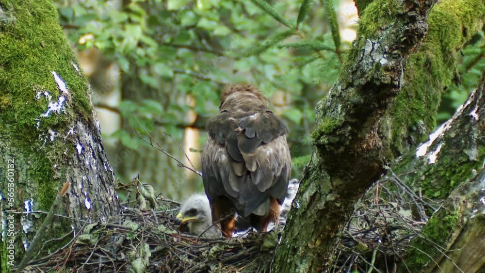 Lesser spotted eagle in nest with chick. Lesser spotted eagle Aquila ...