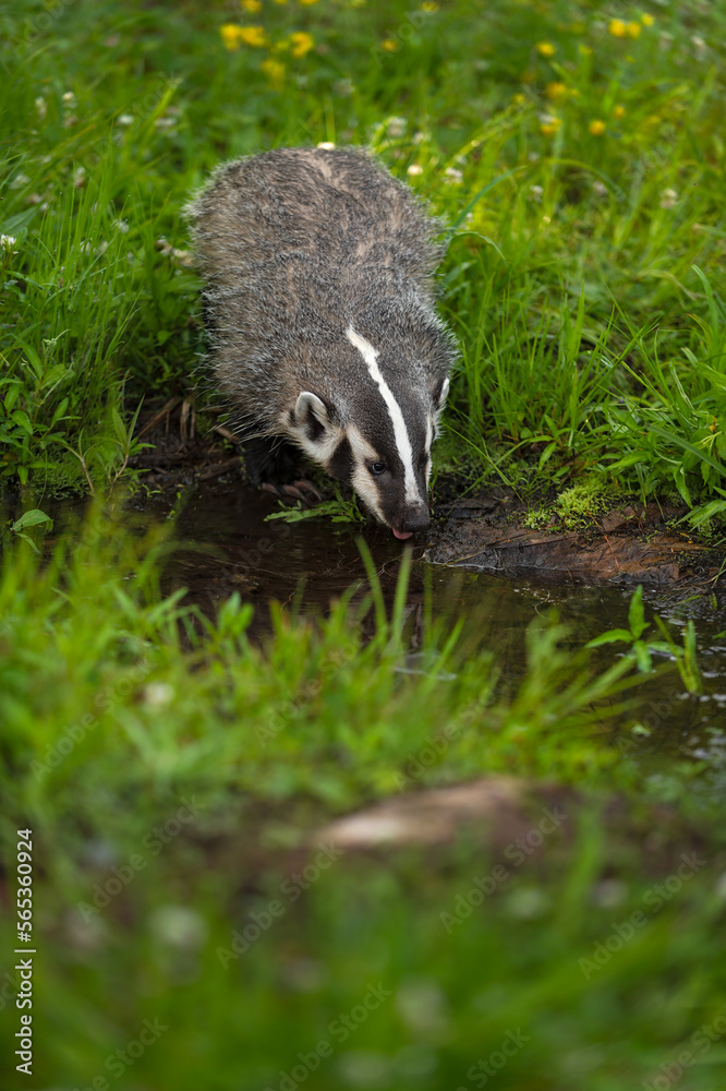 North American Badger (Taxidea taxus) Leans Down to Drink Water Tongue ...