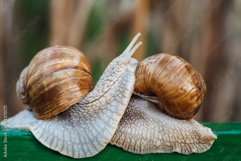 Helix pomatia (Roman snail, Burgundy snail, edible snail, escargot) is ...
