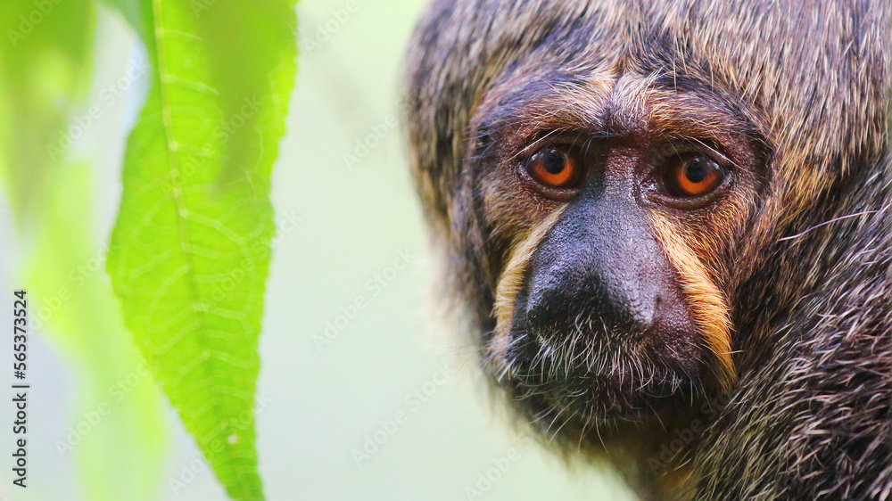 Monkey portrait from the South American rainforest. Sad animal affected ...